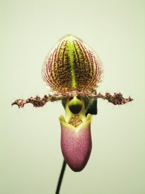 Paph. chamberlainianum (?) | Slippertalk Orchid Forum