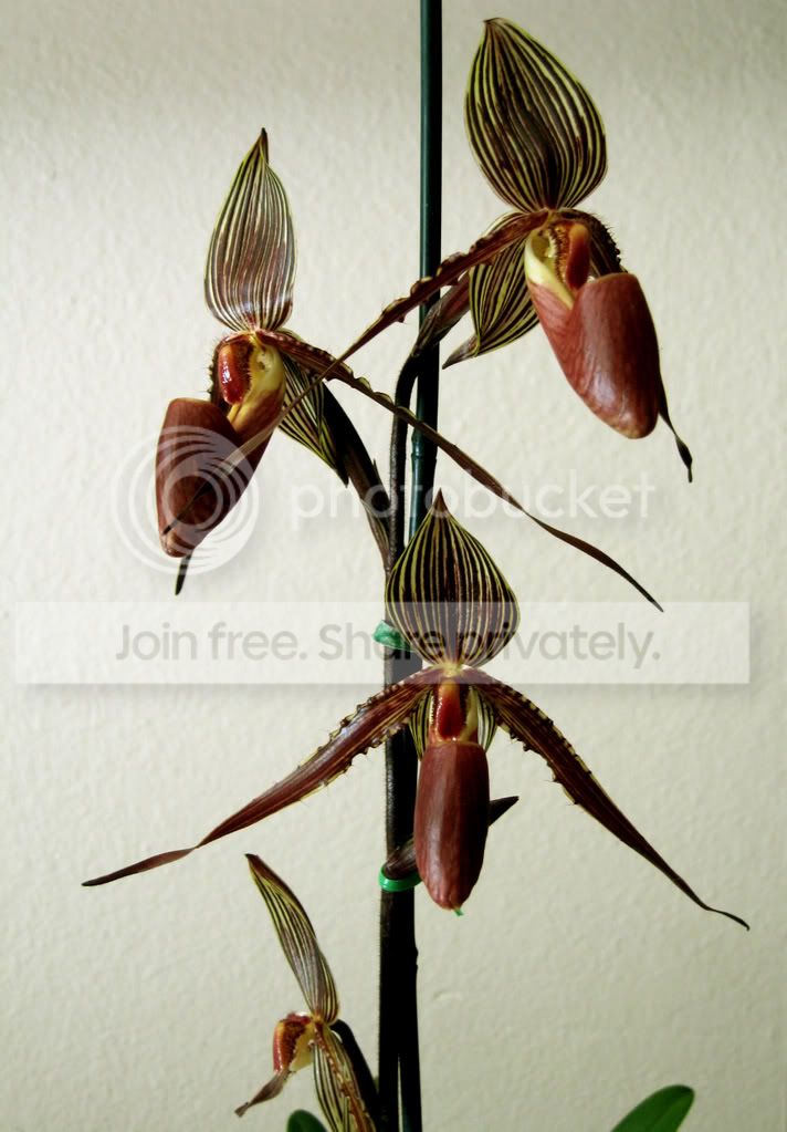 Paph Susan Booth | Slippertalk Orchid Forum