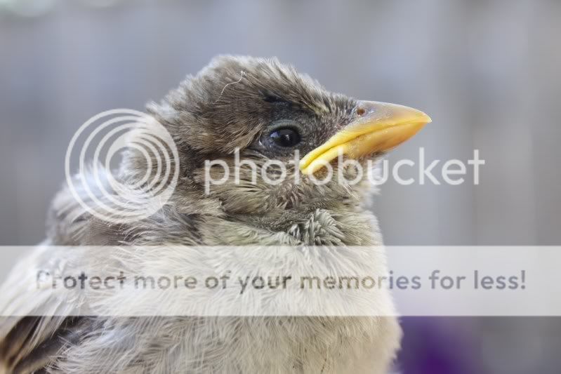 [FOTO] Moederloos baby musje • Bokt.nl