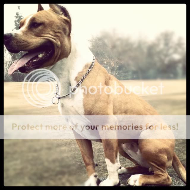 Photos of lean & well-conditioned dogs? | Go Pitbull Forums