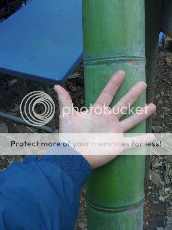 Bamboo vine variety? - bambooweb.info