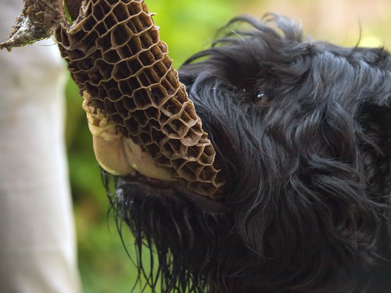 Vreselijk ontstoken tong - Airedaleforum