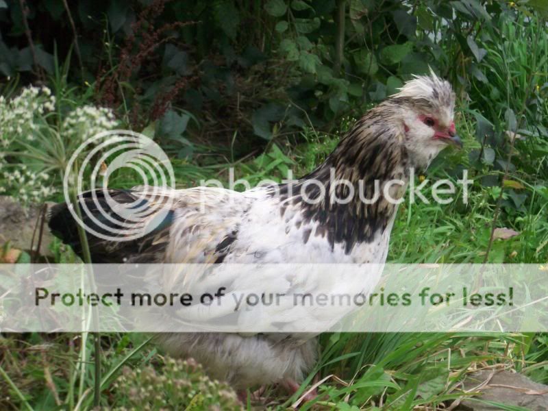 Silkie mix thread :D | BackYard Chickens - Learn How to Raise Chickens