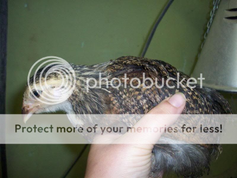 rumpless chickens -purebred araucana? roos or pullets? | BackYard ...